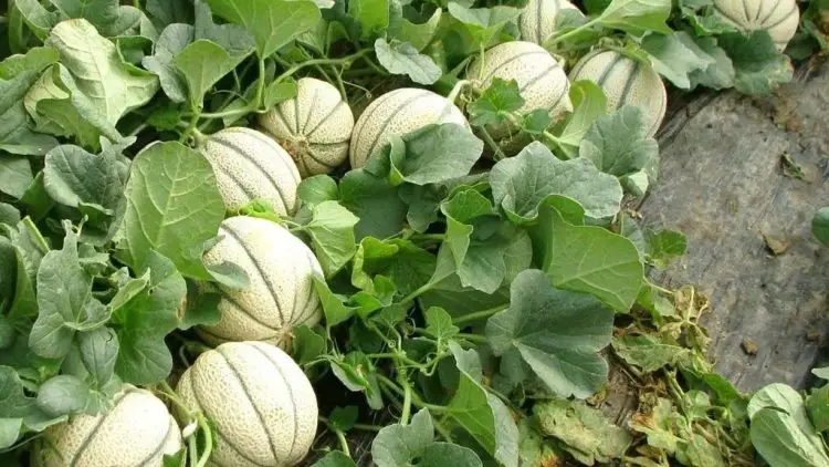 Comment faire pousser des melons à partir d’une graine ? - Cuisine Momix