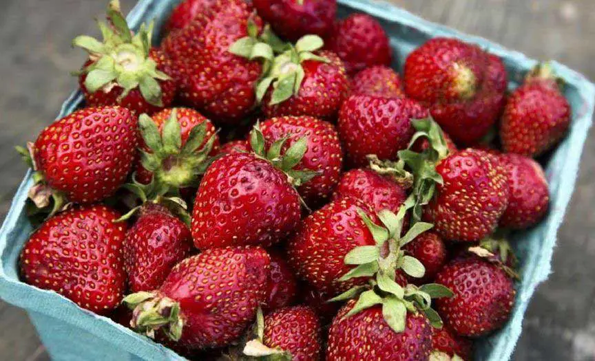 4 Astuces Simples Pour Conserver Les Fraises 2 Fois Plus Longtemps ...